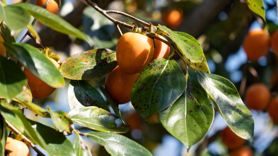 5 Persimmon Tree Diseases and How to Treat Them