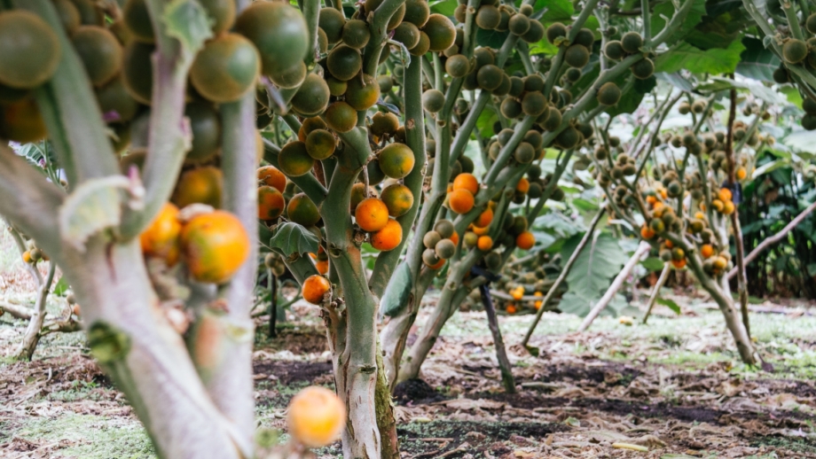 How to Plant, Grow, and Care for Naranjilla (Lulo) Shrubs