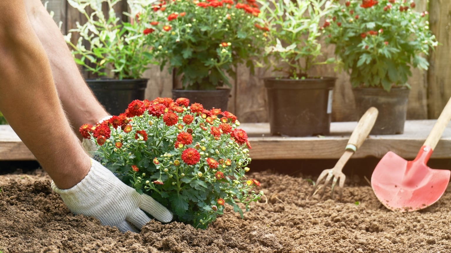 Planting Mums in the Ground: How to Do it Right