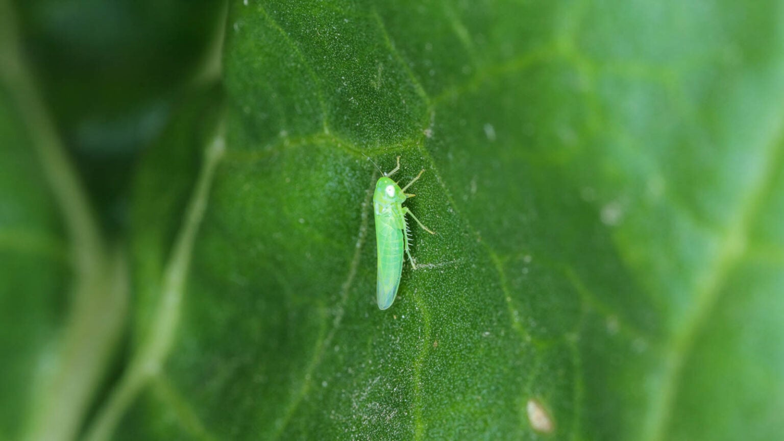 How to Get Rid of Leafhopper Pests for Good