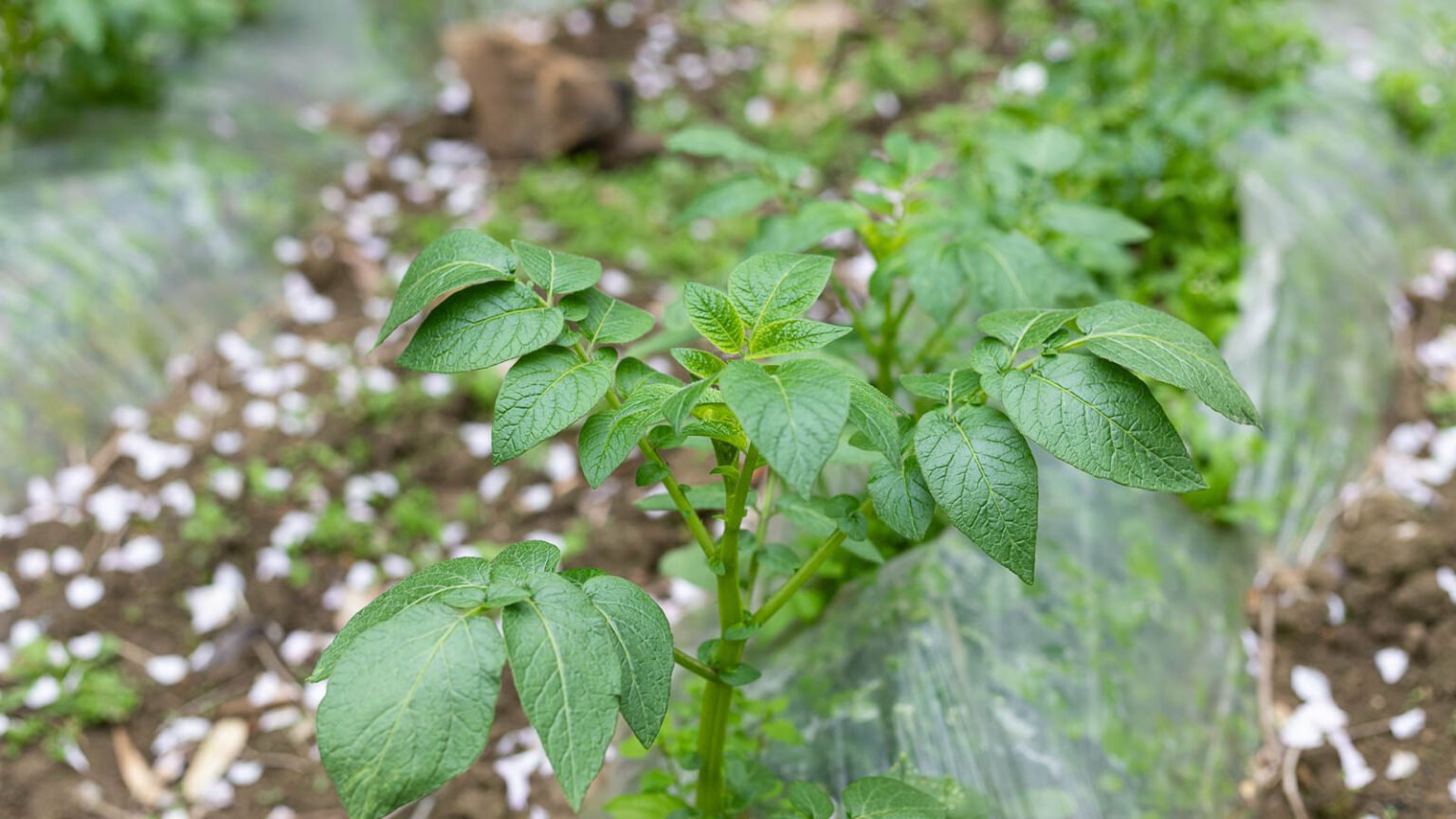 Potato Spacing: How Far Apart To Plant Potatoes