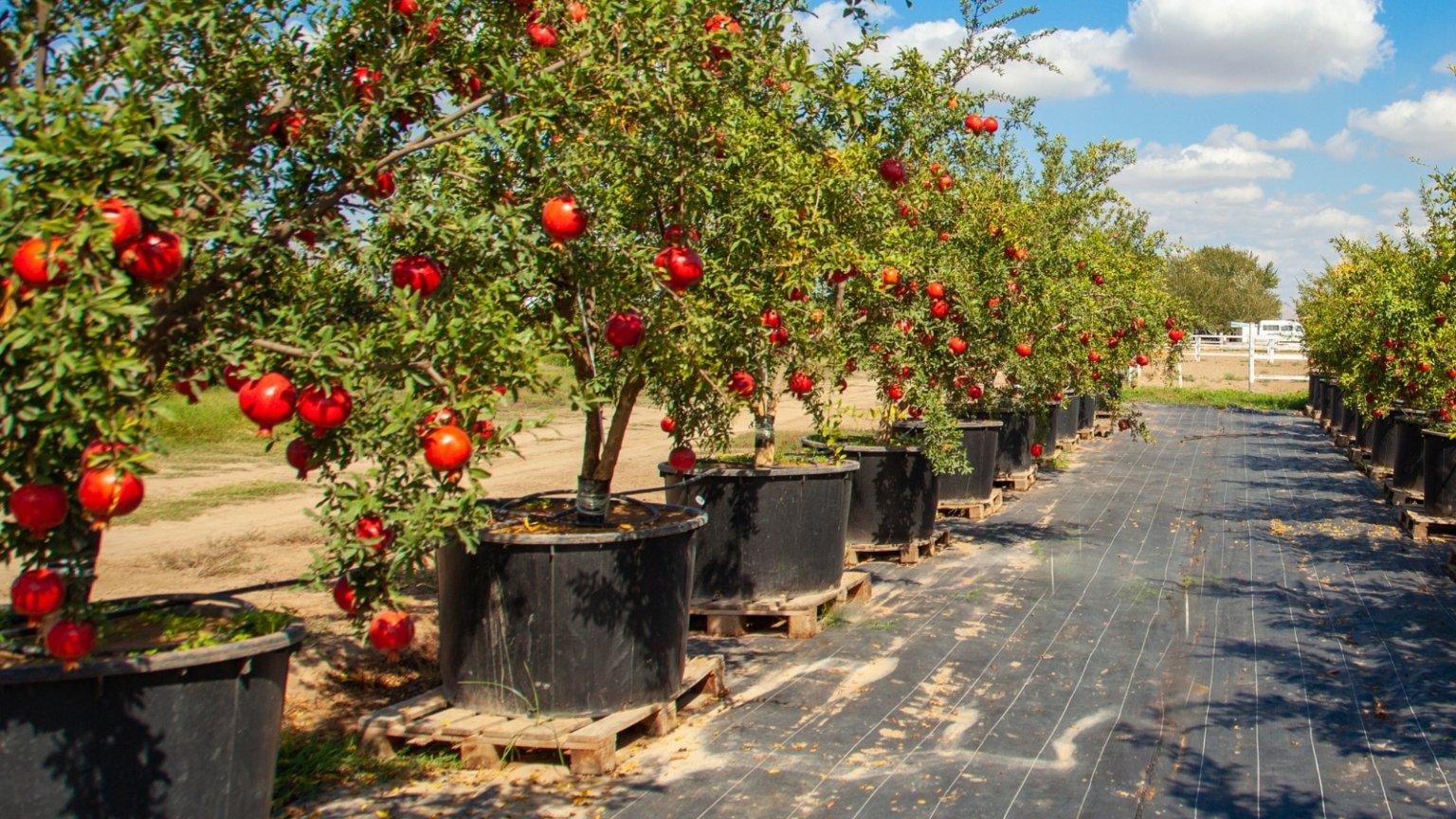 How to Grow Pomegranate Trees in Pots and Containers