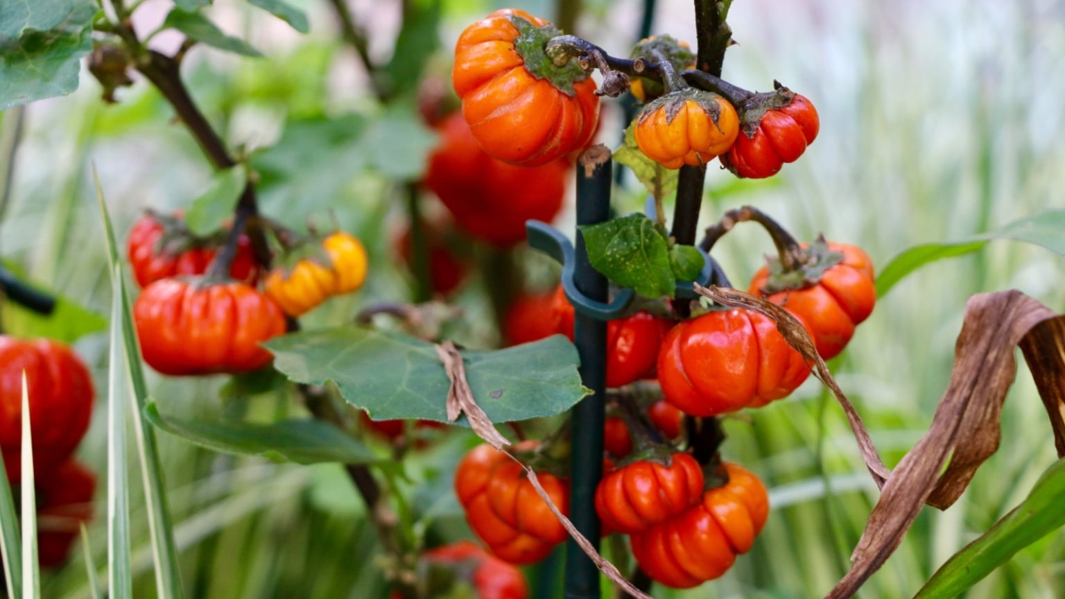 How to Plant, Grow, and Care for Pumpkin-On-a-Stick