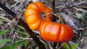 How to Plant, Grow, and Care for Pumpkin-On-a-Stick