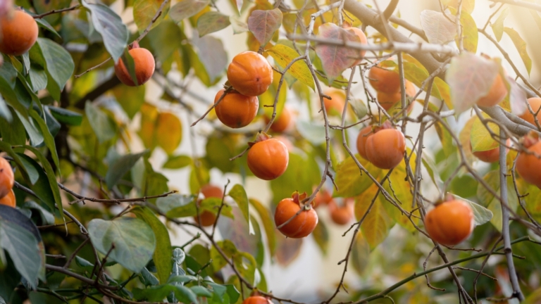 The Ideal Time to Harvest Persimmons: 5 Expert Tips