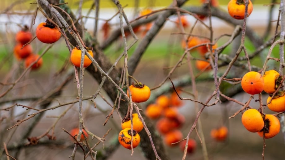 How to Plant, Grow, and Care for Persimmon Trees