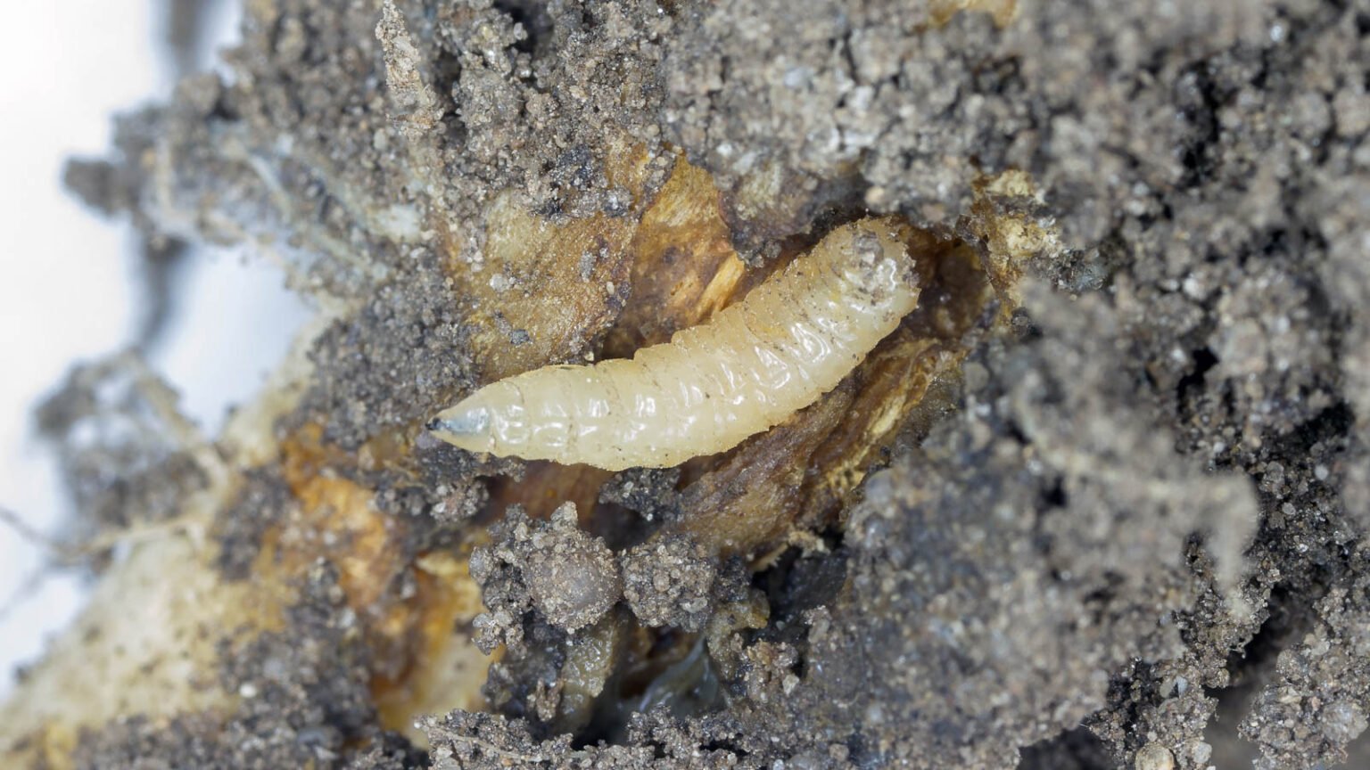 How to Identify and Get Rid of Root Maggots