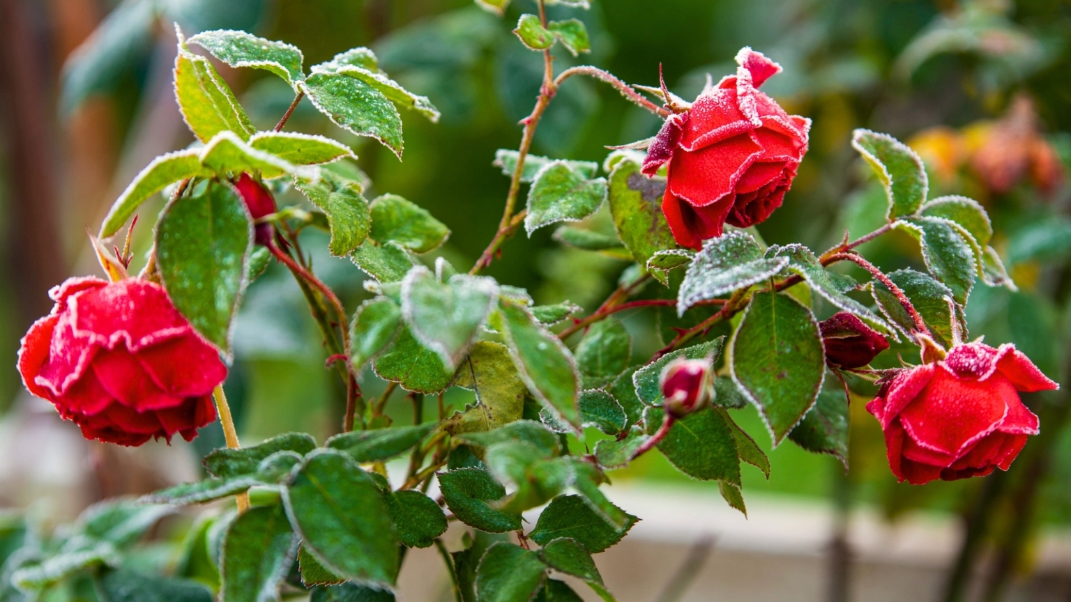 9 Roses That Need Extra Winter Protection