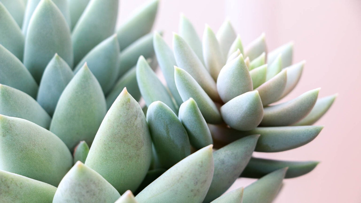 Low-Light Indoor Succulents to Grow as Houseplants