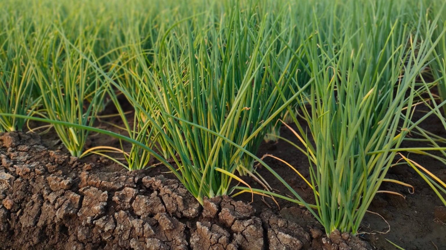 How and When to Plant Shallots in the Garden