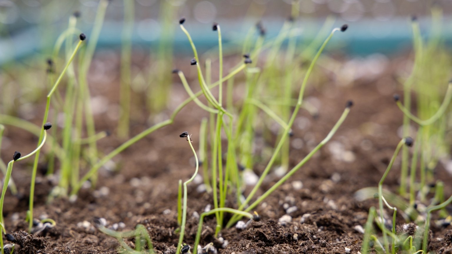 How and When to Plant Shallots in the Garden