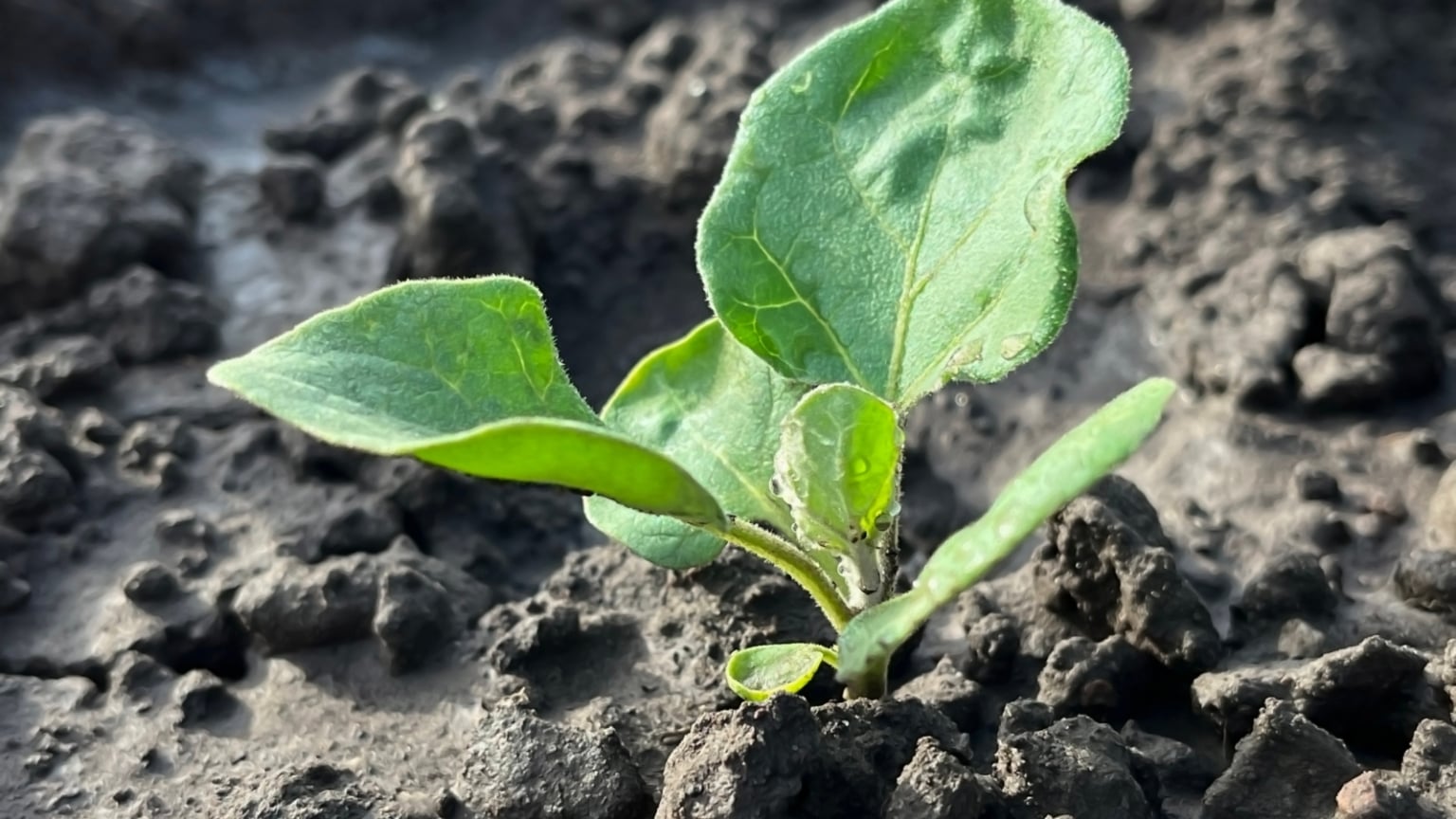 How to Plant, Grow, and Care for Pumpkin-On-a-Stick