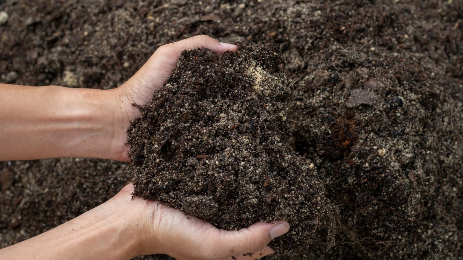 How to Plant, Grow, and Care for Rudbeckia Maxima