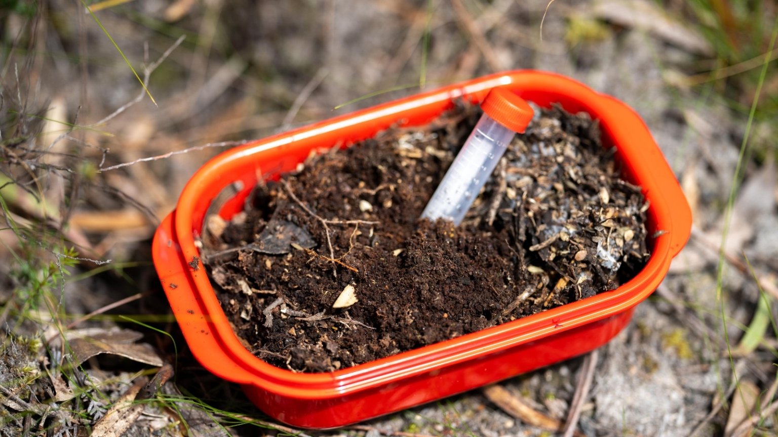 Compost Vs. Fertilizer: Differences and Garden Uses