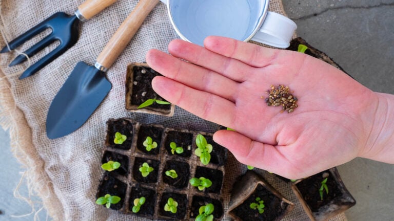 How Many Seeds Do You Need To Grow A Plant?
