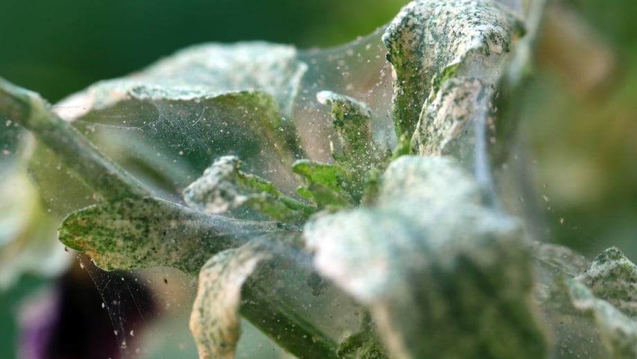 7 Mum Pests to Watch For This Season