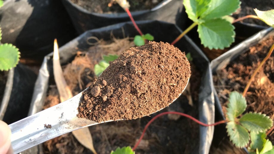 How to Use Bat Guano Fertilizer Safely In Your Garden