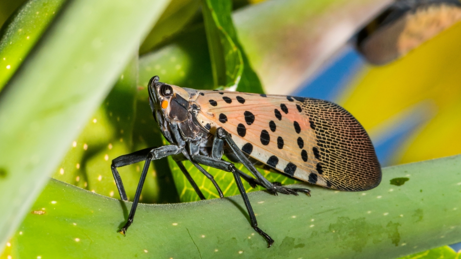 Spotted Lanternflies: How to ID and Manage Them in the Garden