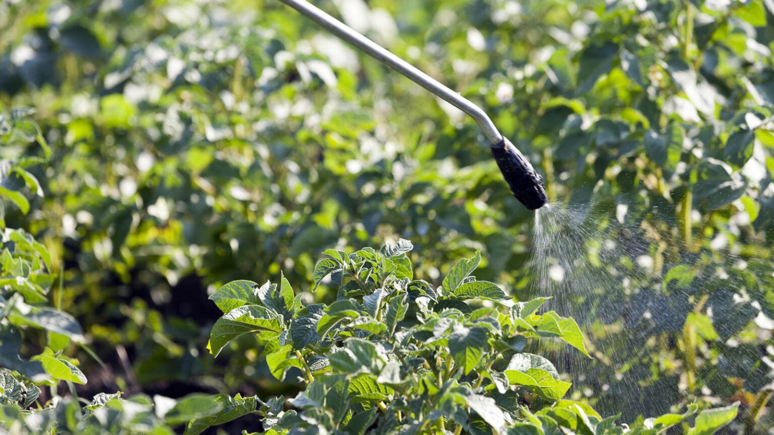 How to Get Rid of Leafhopper Pests for Good