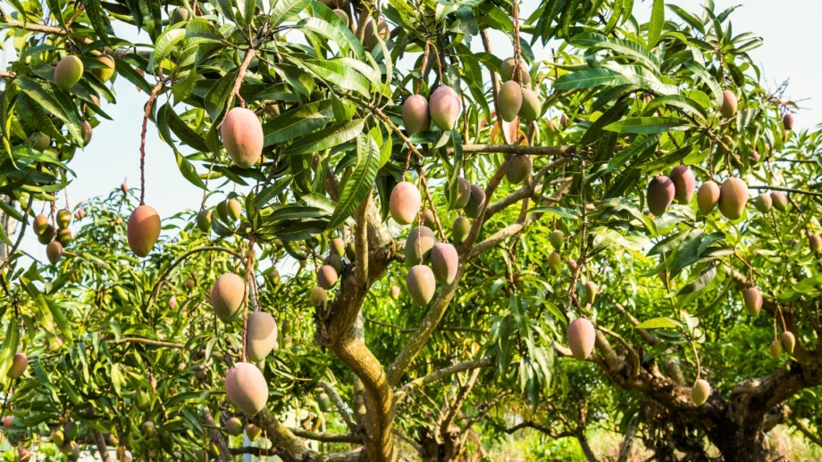 The Top 11 Fruit Trees That Look Great in Suburban Landscapes