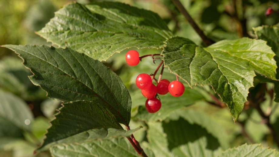 How to Plant, Grow, and Care for Highbush Cranberries