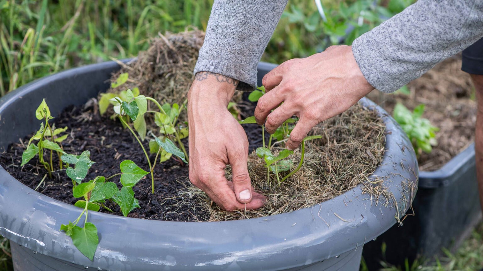 Potato Spacing: How Far Apart To Plant Potatoes