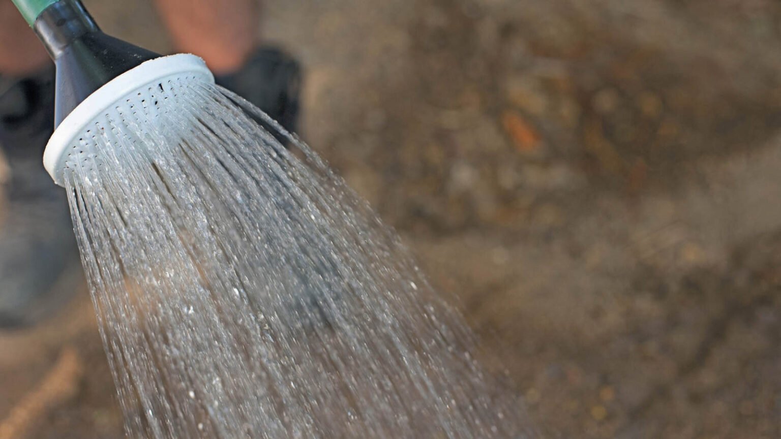 The Best Time to Water Your Garden & How to Get it Right