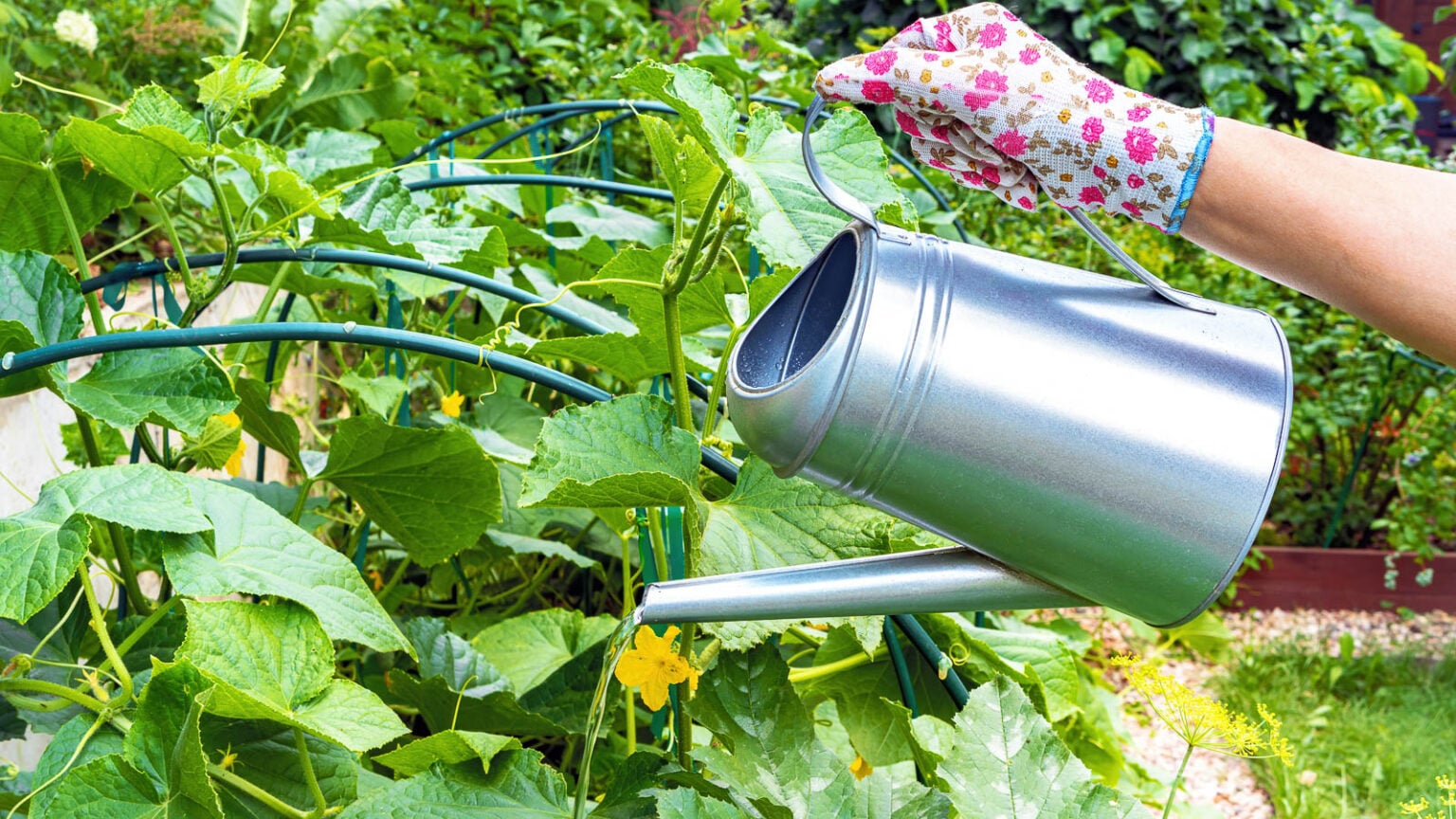 How to Grow Cucumbers Vertically to Maximize Your Harvest