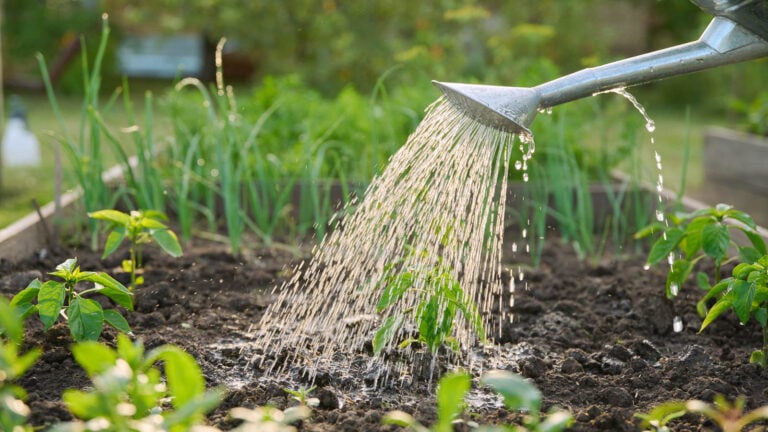The Best Time to Water Your Garden & How to Get it Right