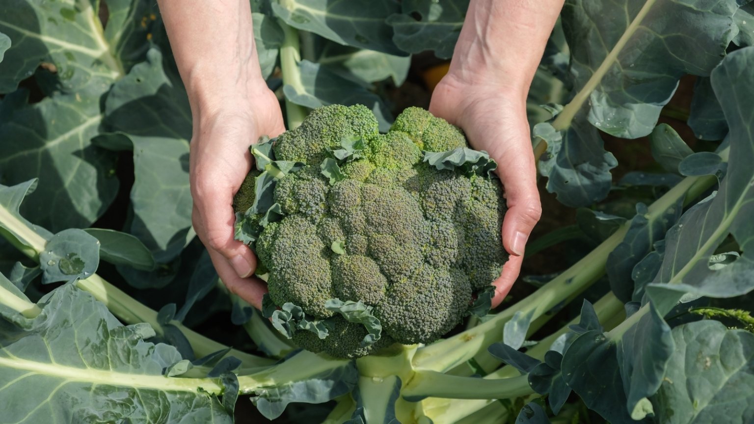 How to Grow Broccoli from Seed