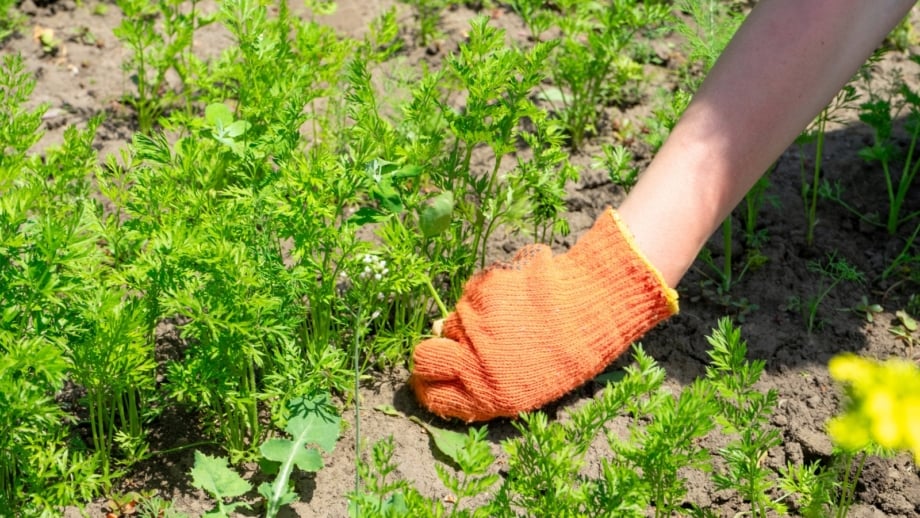 Leaving Carrots in the Ground For Winter: How to Overwinter Carrots