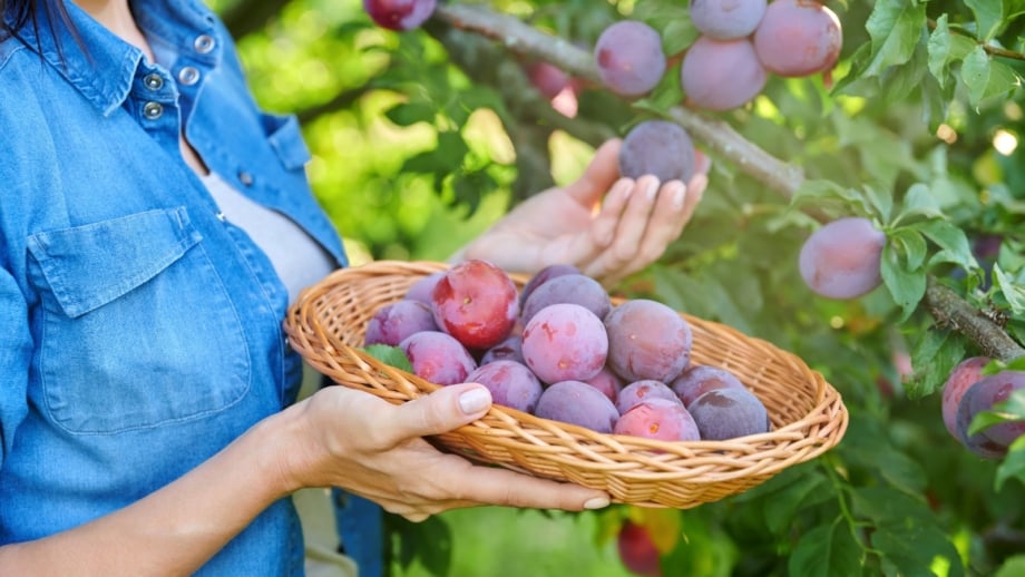How and When to Harvest Plums for The Sweetest Fruit