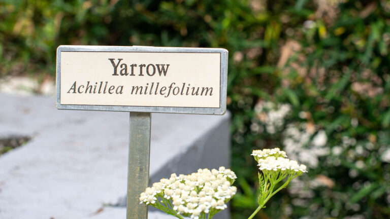 DIY Plant Markers: How to Label Your Plants Effectively