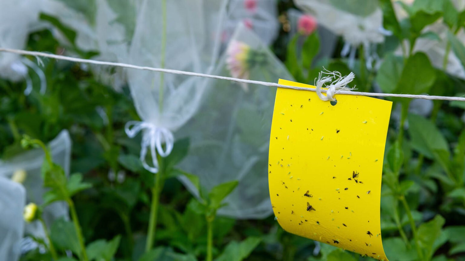 How to Identify and Get Rid of Root Maggots