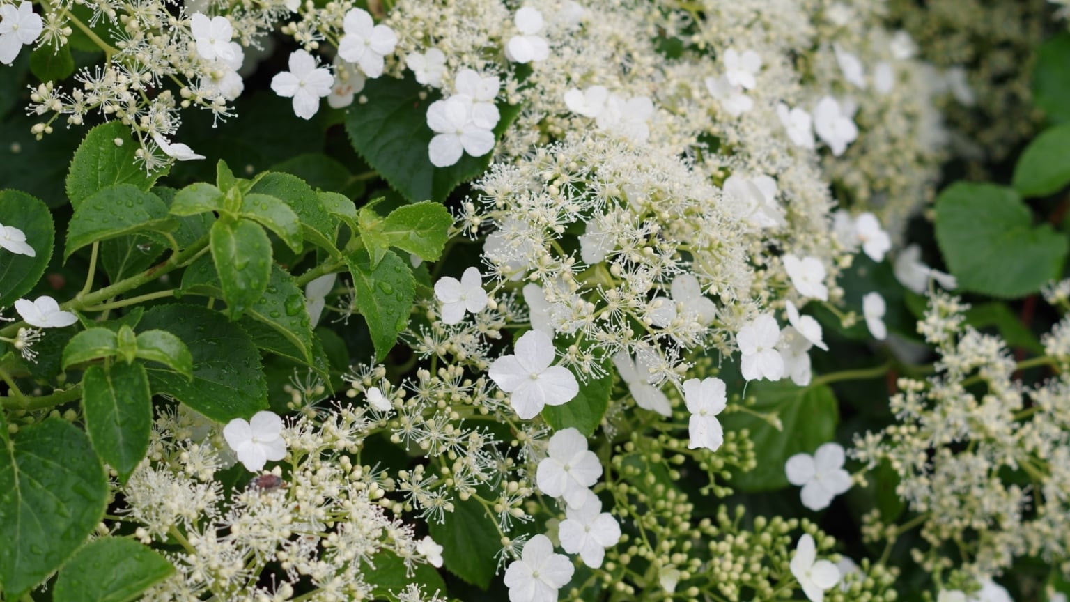 9 Tough Hydrangeas to Try if You Failed Before: Our Hardiest Picks