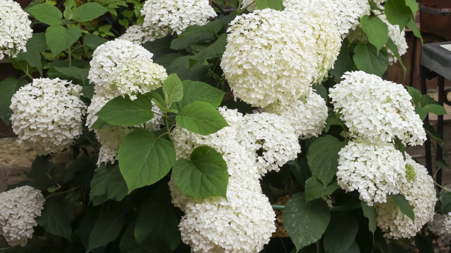 9 Tough Hydrangeas to Try if You Failed Before: Our Hardiest Picks