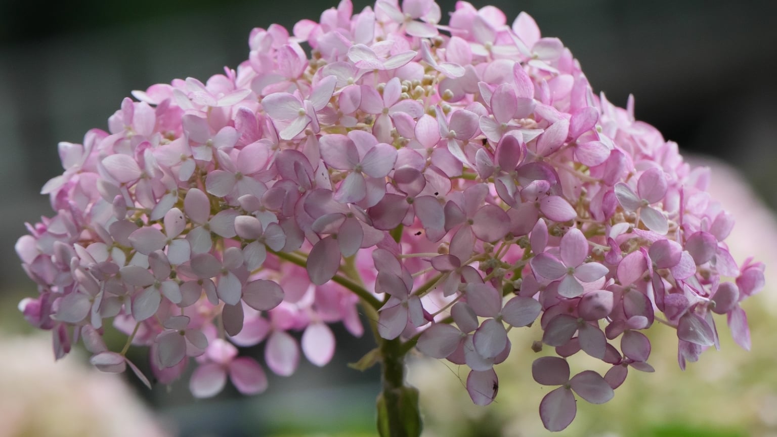 9 Tough Hydrangeas to Try if You Failed Before: Our Hardiest Picks
