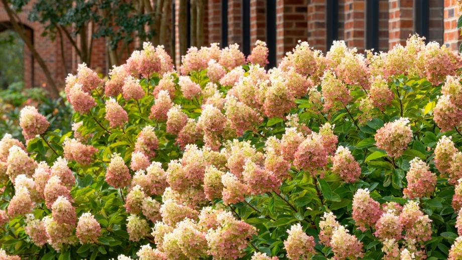 9 Tough Hydrangeas to Try if You Failed Before: Our Hardiest Picks
