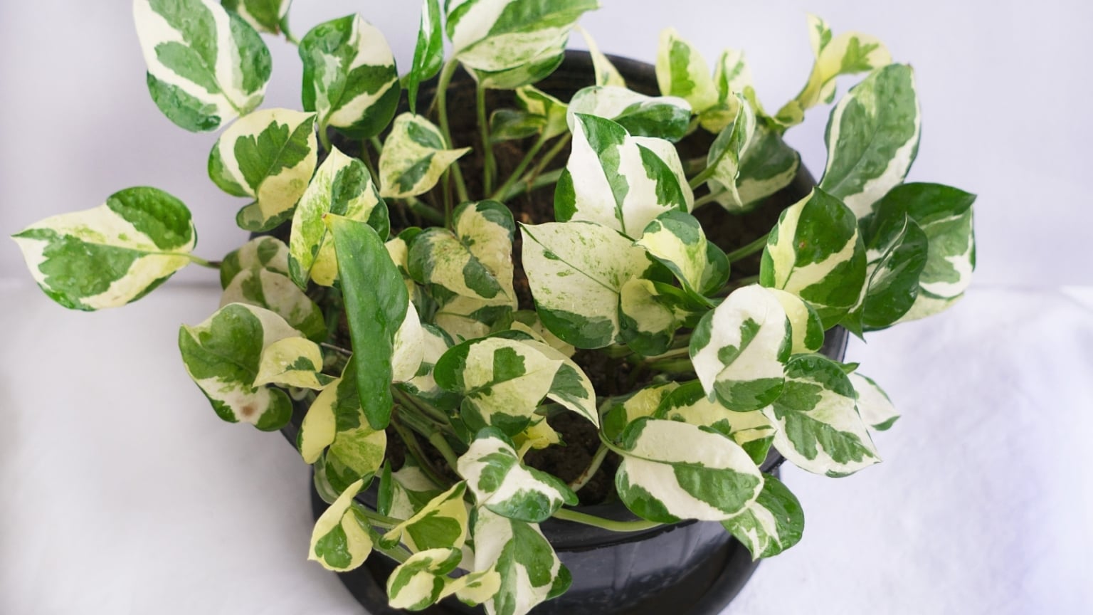 Get a Full and Bushy Pothos Plant With These 5 Tricks