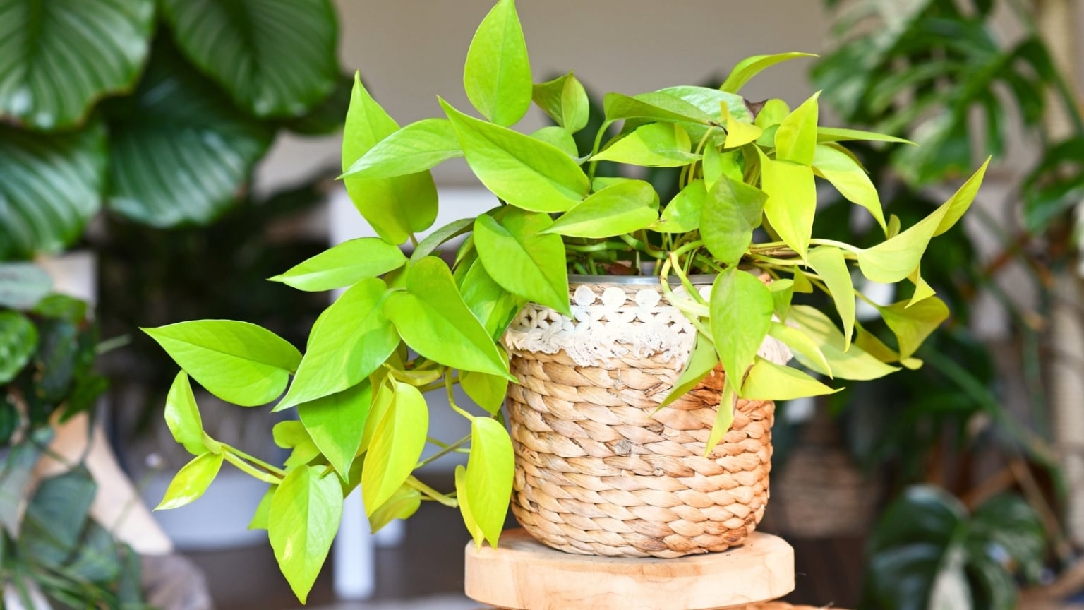 Get a Full and Bushy Pothos Plant With These 5 Tricks