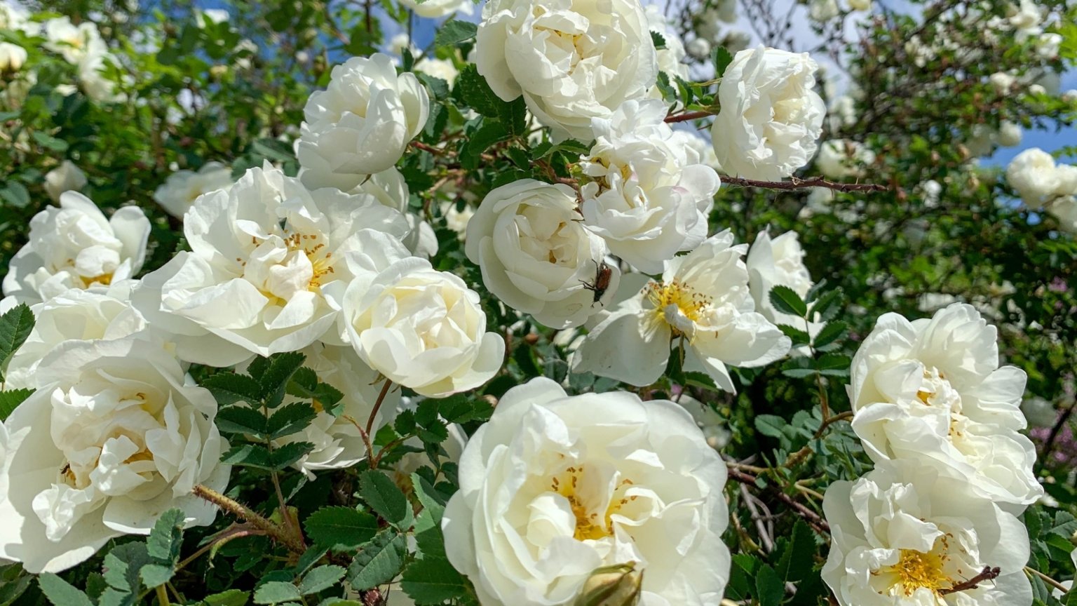 13 Traditional Flowers that Honor Veterans