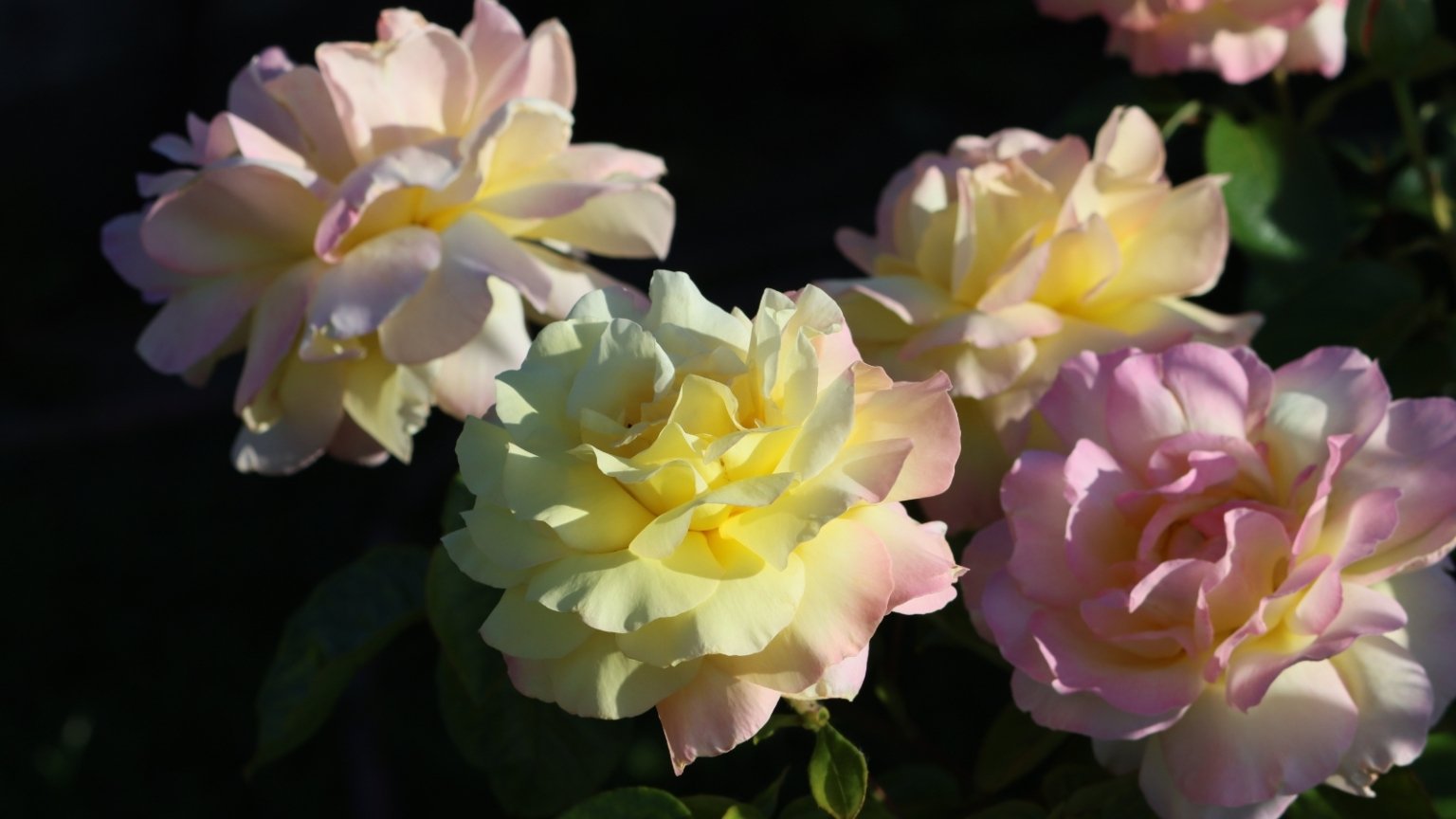 13 Traditional Flowers that Honor Veterans