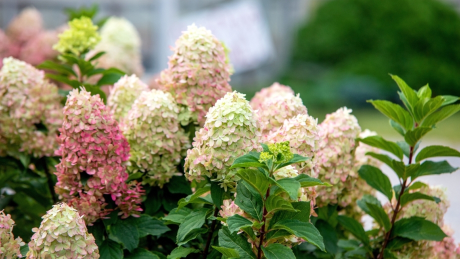 9 Tough Hydrangeas to Try if You Failed Before: Our Hardiest Picks