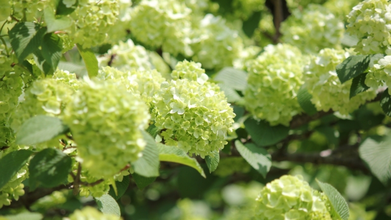 9 Tough Hydrangeas to Try if You Failed Before: Our Hardiest Picks