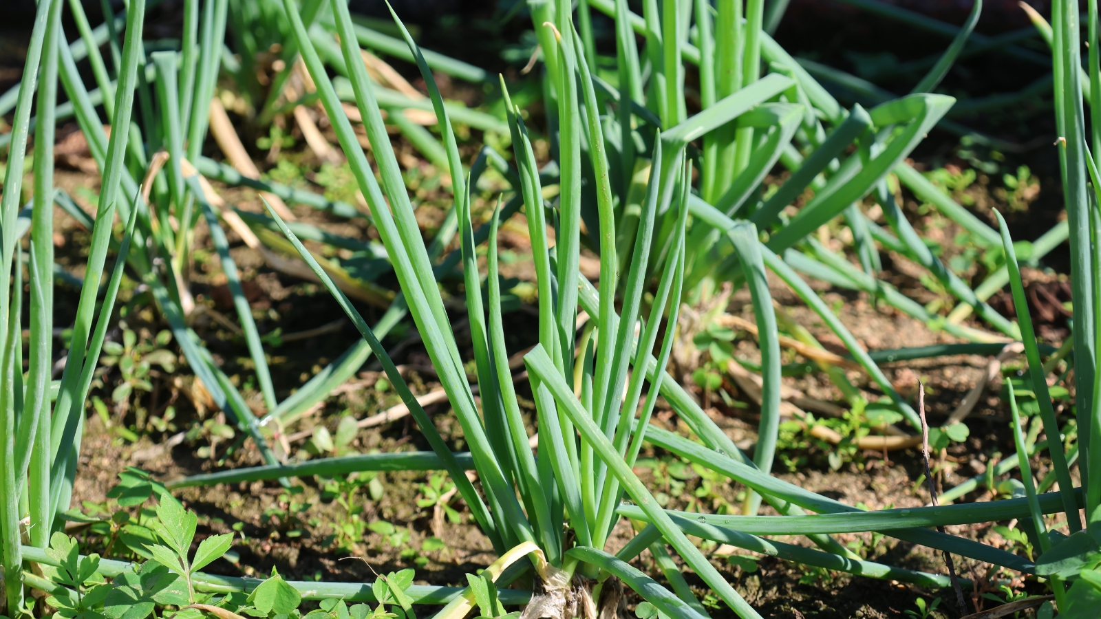 Grow Greens in Winter: The 11 Best Vegetables To Plant Now