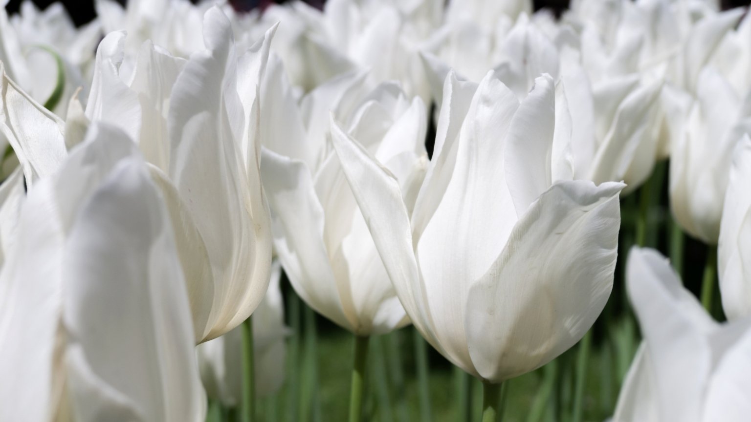 13 Traditional Flowers that Honor Veterans