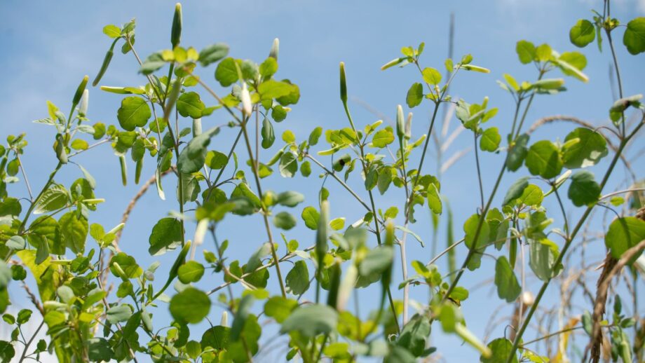 How to Plant, Grow, and Care for Papalo Herb