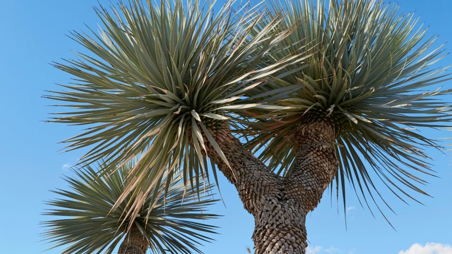 How to Plant, Grow, and Care for Yucca Rostrata