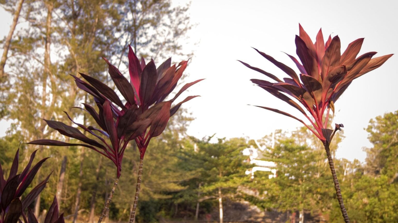 How to Plant, Grow, and Care for Hawaiian Ti Plant