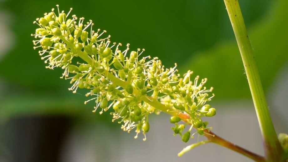 How to Plant, Grow, and Care for Grapes